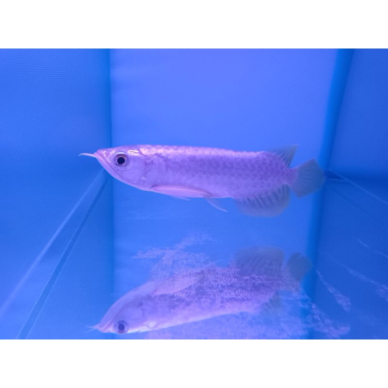 Jual Banjar red metalic | Shopee Indonesia