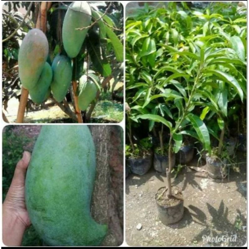 Jual Bibit buah Mangga Mahatir Jumbo Super BESAR!! Bisa Berbuah dalam ...