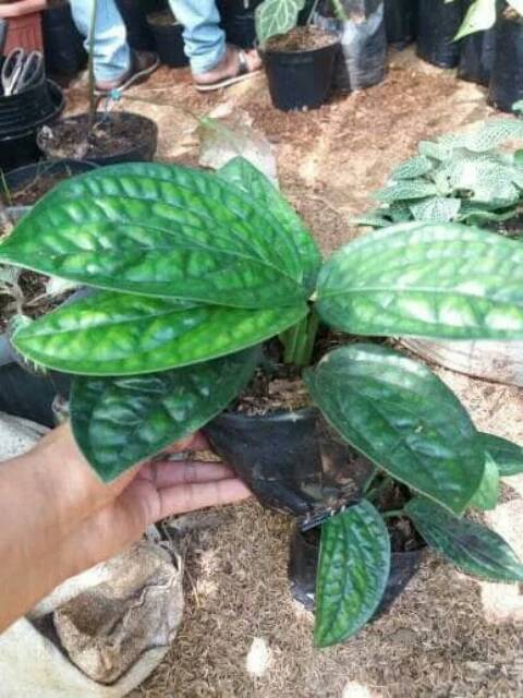Jual Tanaman monstera kerstanianum tanaman merambat indoor | Shopee ...