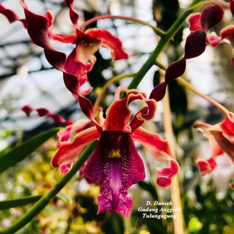 Jual tanaman hias angrrek dendrobium d danis bunga cantik dan unik ...
