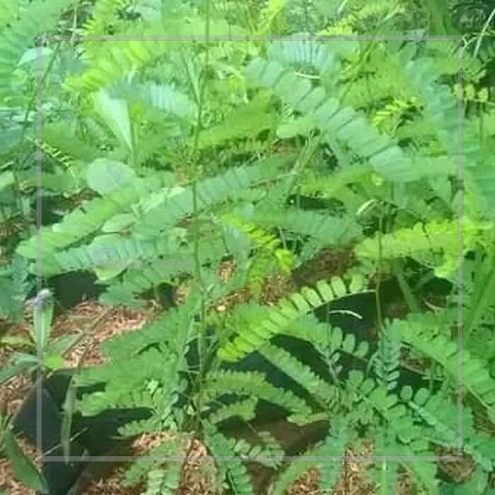 Jual Tanaman Hias Rambat Obat Saga | Shopee Indonesia