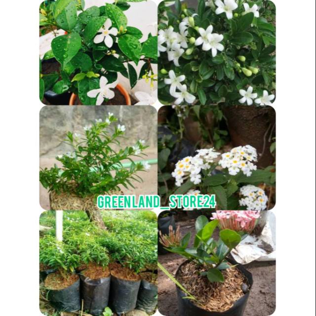 Jual Paket 5 tanaman hias bunga mini - melati yasmine - kemuning ...