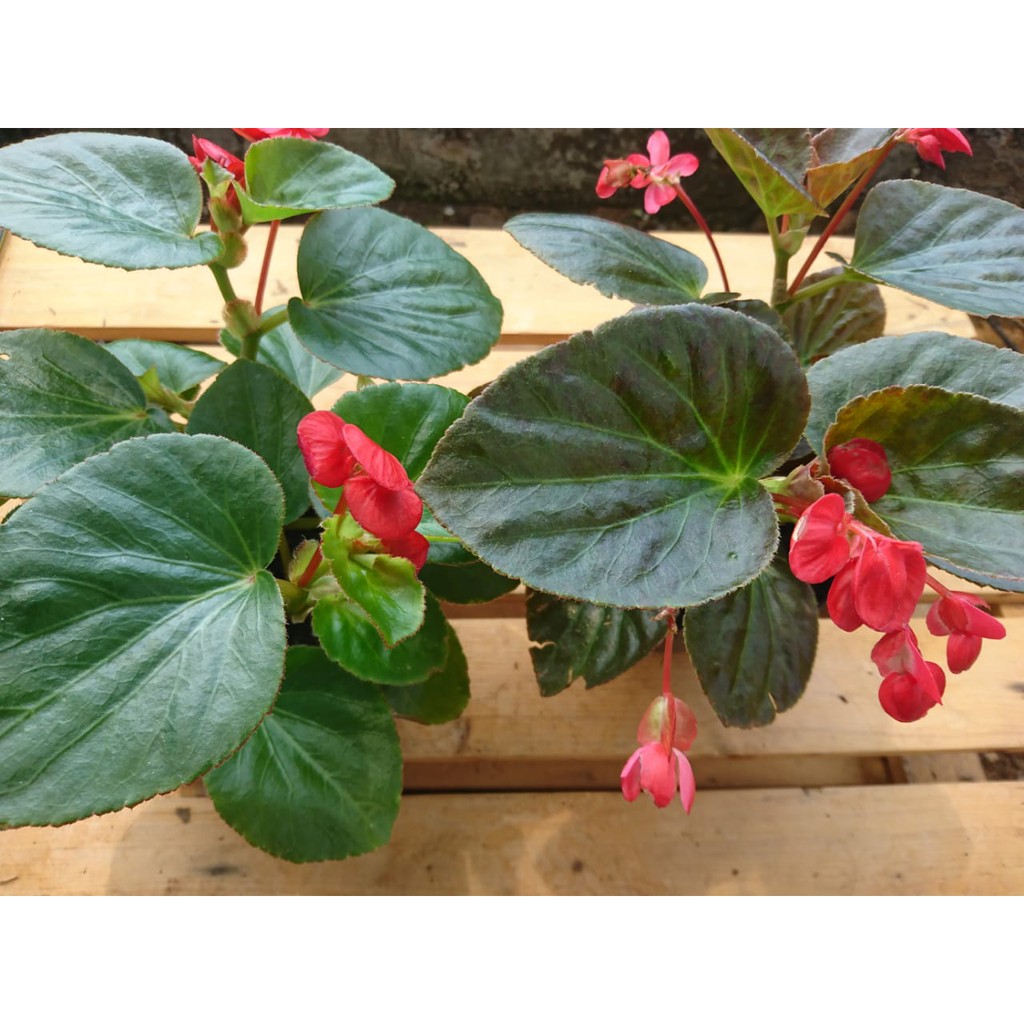 Jual begonia jerman paket 2 warna tanaman hias paket begonia jerman ...