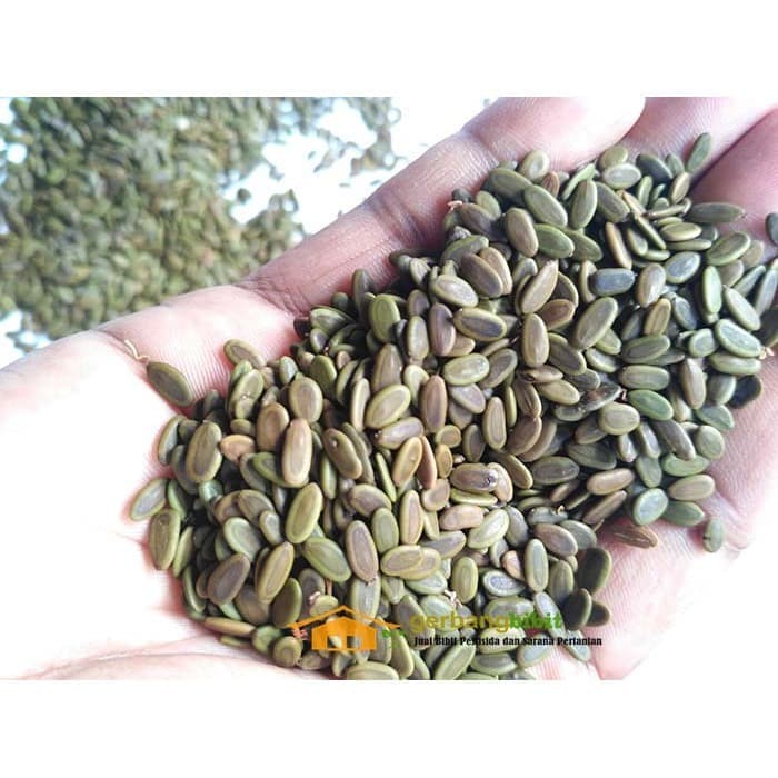 Jual Biji benih bibit albasia albe alba sengon 1kg murah | Shopee Indonesia