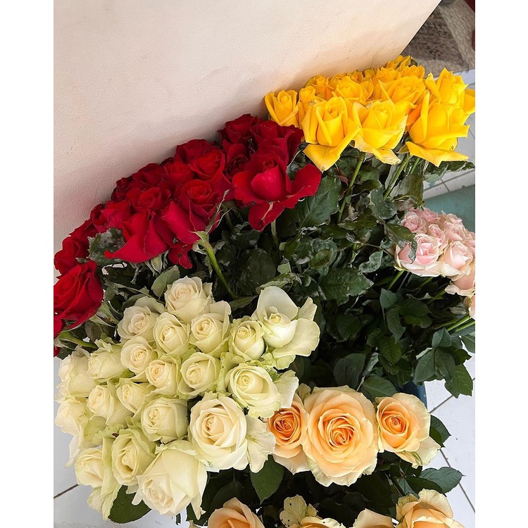 Jual BUNGA MAWAR POTONG ASLI ISI 10 TANGKAI VARIAN WARNA | Shopee Indonesia