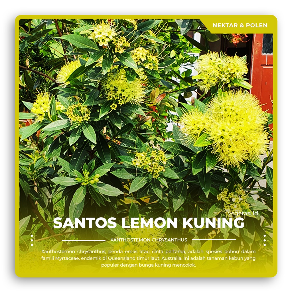 Jual Pohon Santos Lemon Kuning Xanthostemon Golden Penda Full Nektar ...