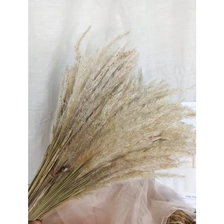 Jual bunga ilalang kering Harga Terbaik & Termurah Juni 2024 | Shopee ...