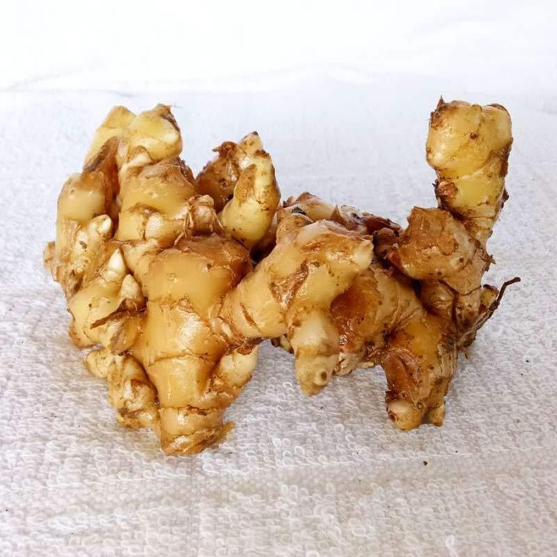 Jual JAHE GAJAH SEDANG 1kg / JAHE PUTIH SEGAR | Shopee Indonesia