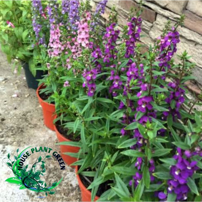 Jual Tanaman Bunga Lavender Pengusir Nyamuk | Shopee Indonesia