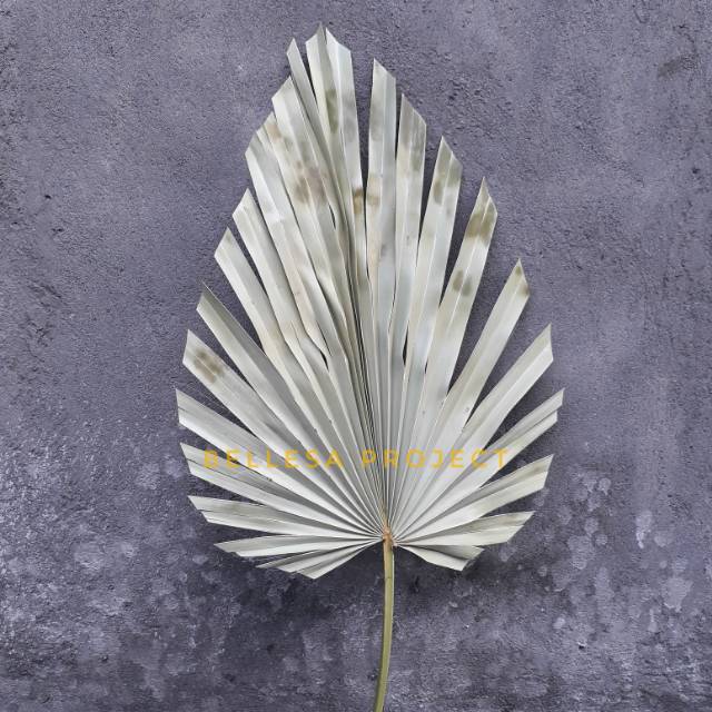 Jual Daun Siwalan Kering 36-45 cm / Daun Palem Kering / Rustic | Shopee ...