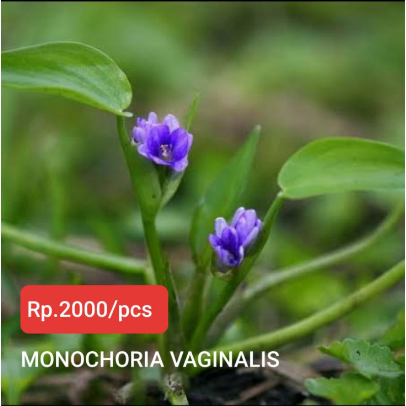 Jual Binit tanaman Paludarium monochoria vaginalis atau eceng tipis | Shopee Indonesia