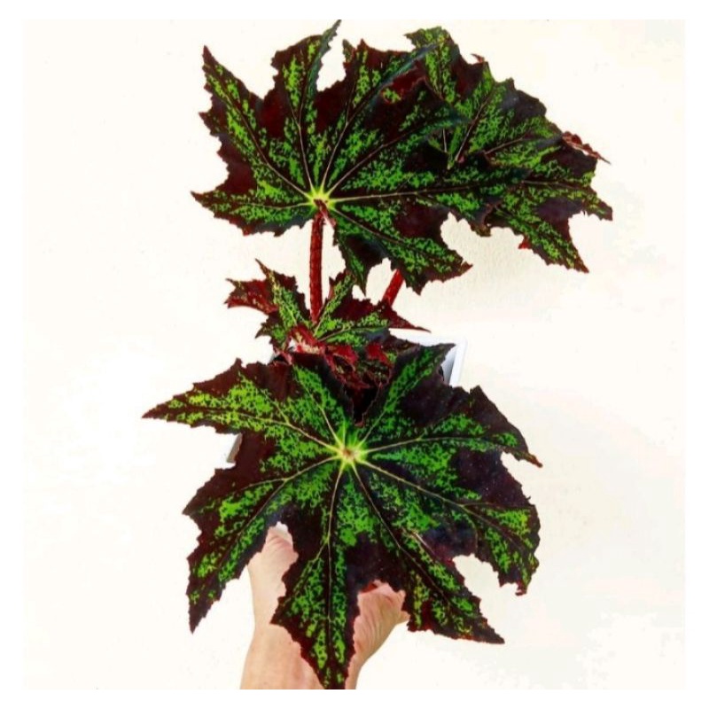 Jual Tanaman hias Begonia Rhizomatous - carpet begonia | Shopee Indonesia