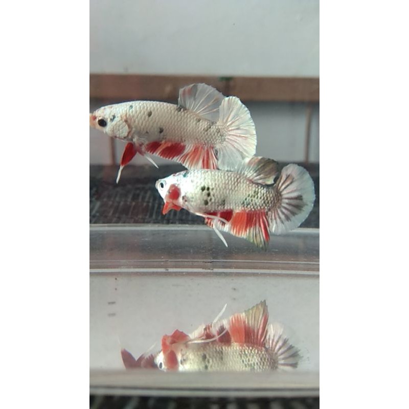 Jual Cupang Nemo Copper ( Belakang ) | Shopee Indonesia