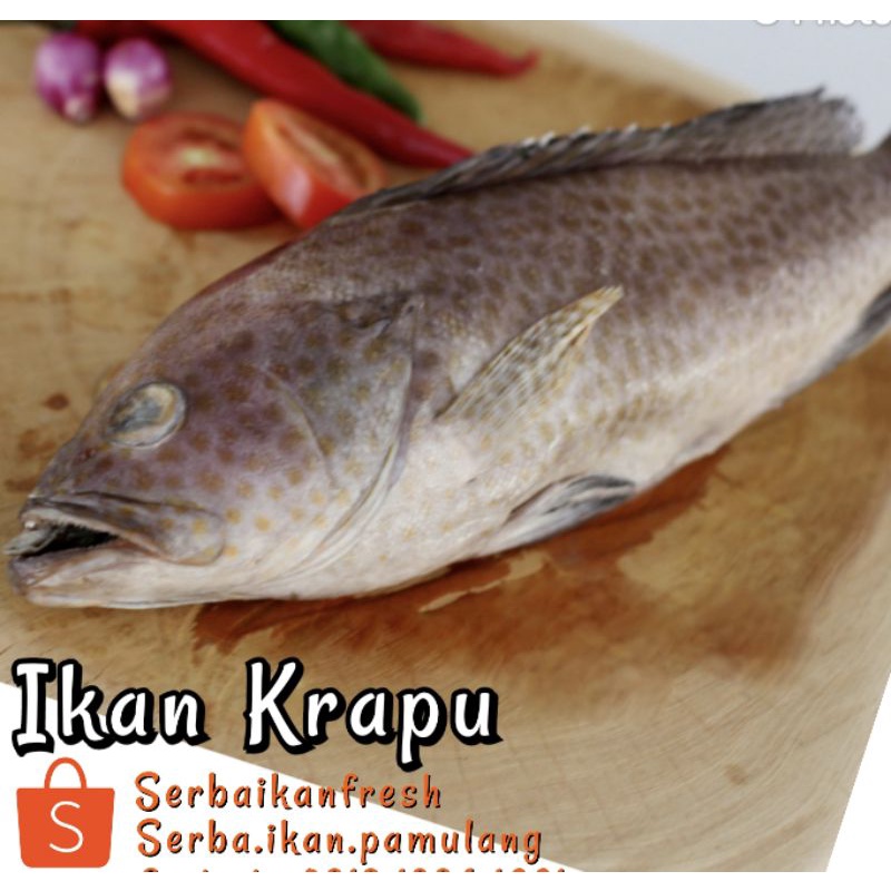 Jual KRAPU FRESH - KRAPU FILLET 900g - 1kg (SIP) | Shopee Indonesia