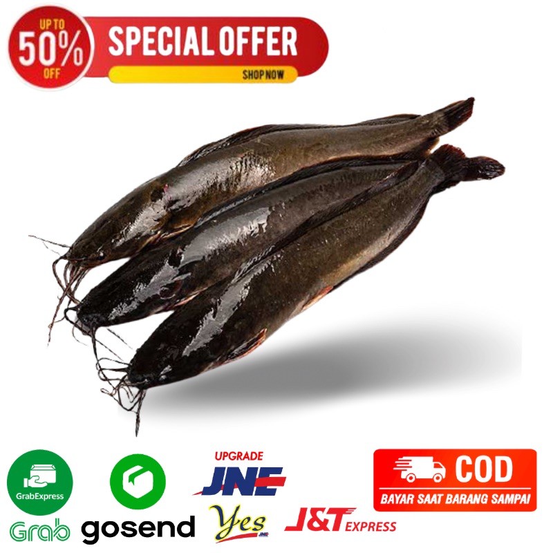 Jual ikan lele 500 gram lele fresh segar bandung | Shopee Indonesia