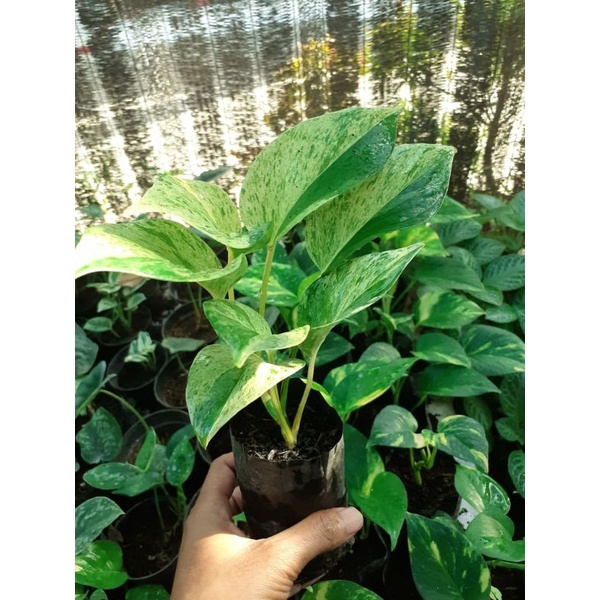 Jual Sirih Gading Marble Queen | Shopee Indonesia