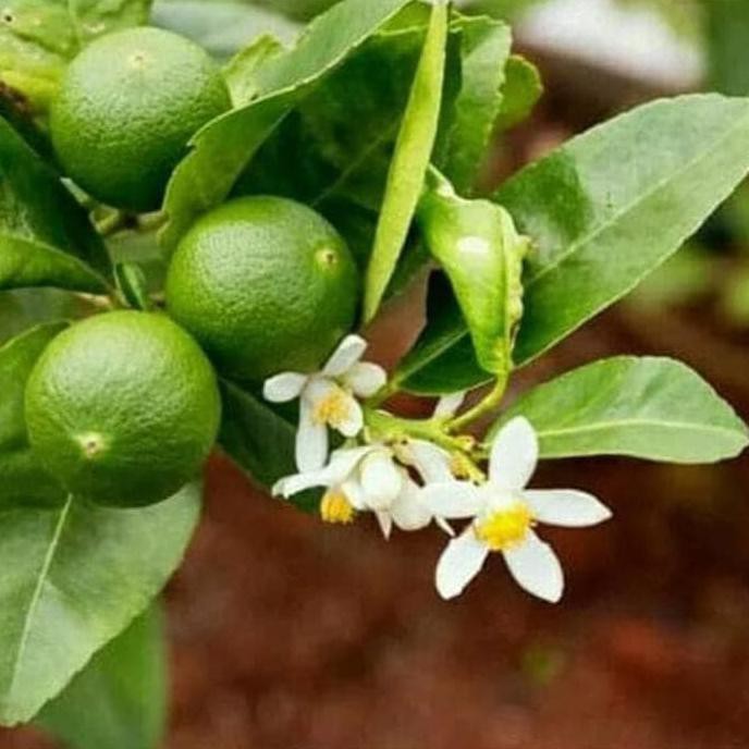 Jual Obr Jual Bibit Pohon Buah Jeruk Nipis - Tanaman Jeruk Nipis Asli ... Jual Obr Jual Bibit Pohon Buah Jeruk Nipis - Tanaman Jeruk Nipis Asli ...