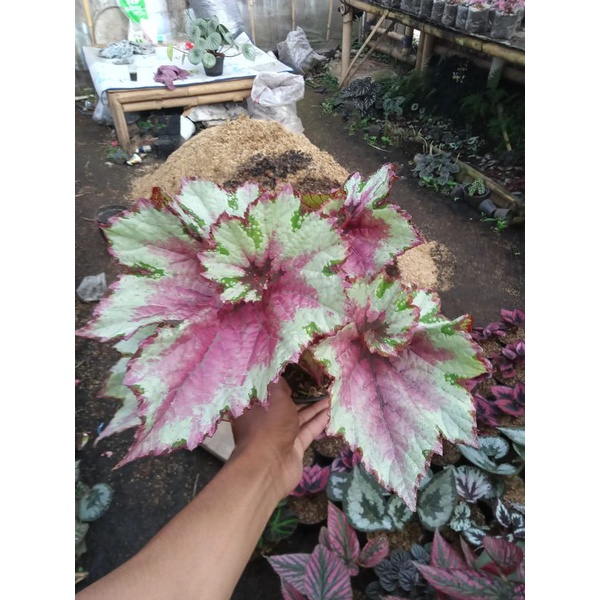 Jual Begonia tapak dewa | Shopee Indonesia