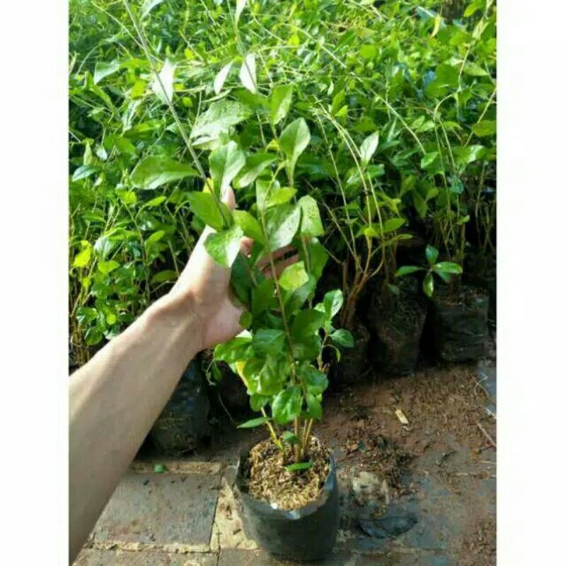 Jual Tanaman hias lee kwan yew - pohon likuanyu tanaman menjuntai ...