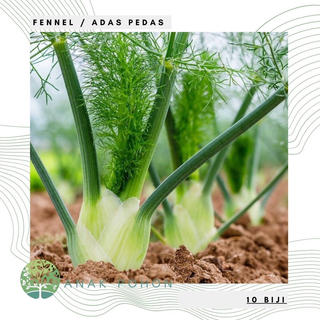 Jual Benih Bibit Biji - Fennel Adas Pedas Herb Seeds - IMPORT | Shopee ...