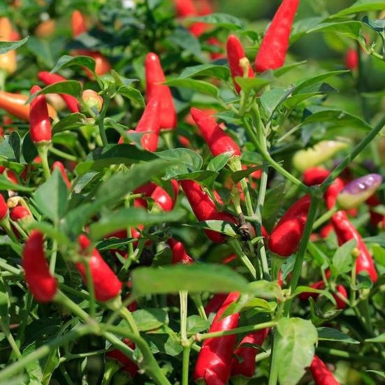 Jual Benih CABE RAWIT RED (isi-3) Biji Bibit Cabai Pelita F1 | Shopee ...