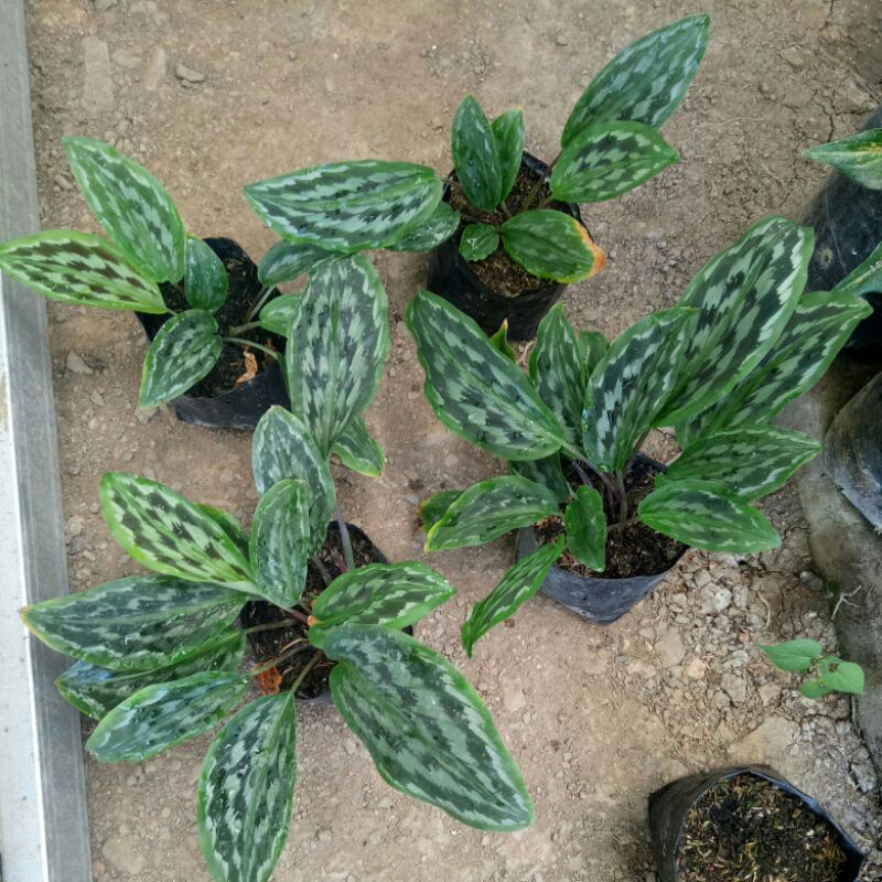 Jual WAJIB BACA DESKRIPSI PRODUK Tanaman Calathea | Shopee Indonesia Jual WAJIB BACA DESKRIPSI PRODUK Tanaman Calathea | Shopee Indonesia