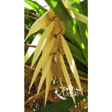 Jual bunga pandan duri pandan laut per 1 pcs | Shopee Indonesia