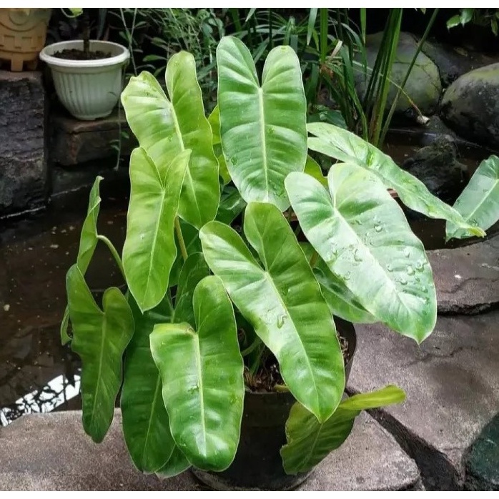 Jual Philo Brekele Tanaman Hias Philo Hijau Philodendron Burlemark Trah ...