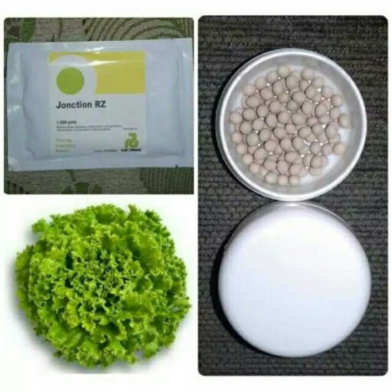 Jual Benih Selada JONCTION RZ Repack 25 Pills Batavia Lettuce Rijk ...