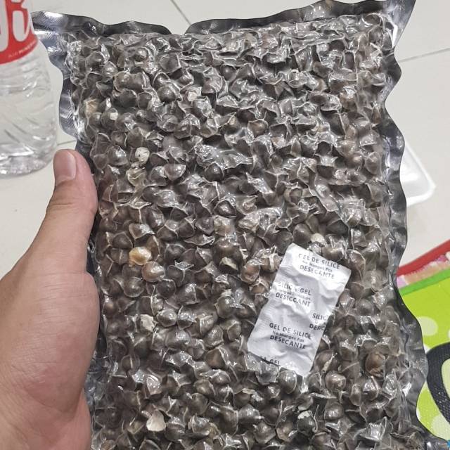 Jual 500 gr biji kelor botak hitam | Shopee Indonesia