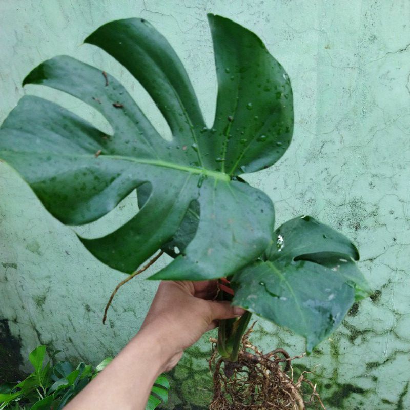 Jual monstera king deliciosa | Shopee Indonesia