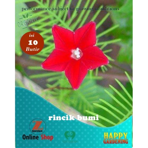 Jual 10butir bibit biji benih tanaman hias bunga star glory rincik bumi ...