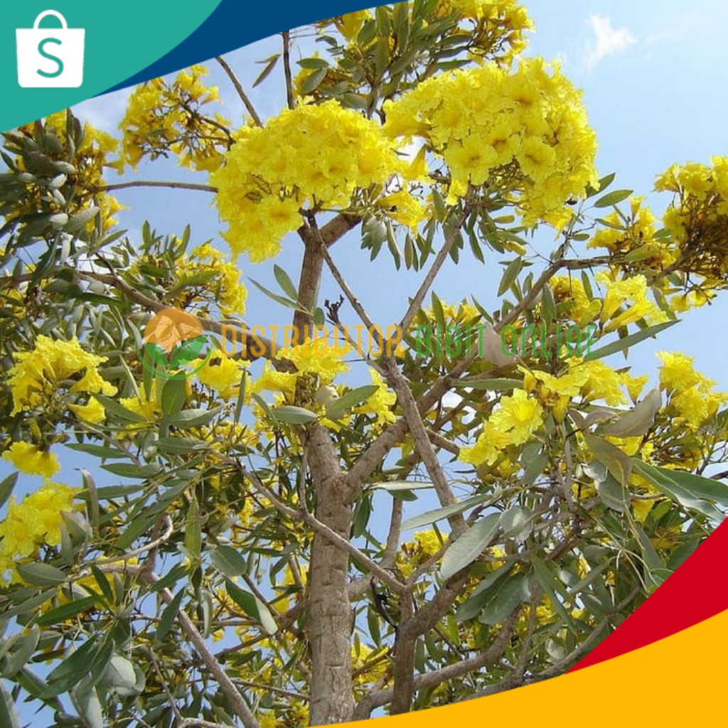 Jual Bibit Tanaman Bunga Sakura Tabebuya Kuning | Shopee Indonesia