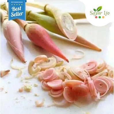 Jual Kecombrang / Bunga Rias -/+ 250 Gram Fresh Kencong Sayur Kincung ...