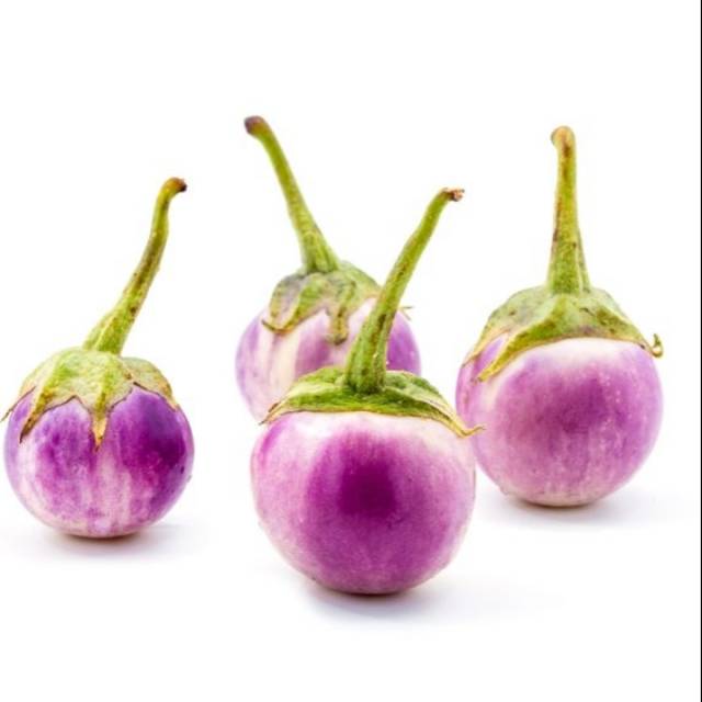 Jual TERONG UNGU BULAT/TERONG LALAP UNGU | Shopee Indonesia