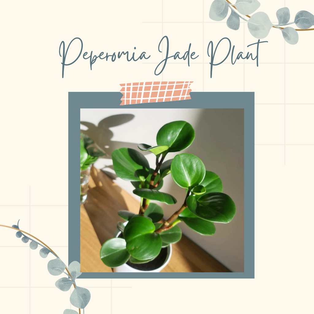 Jual Tanaman Hias Peperomia Hijau Jade Plant Peperomia Teplan Jade ...
