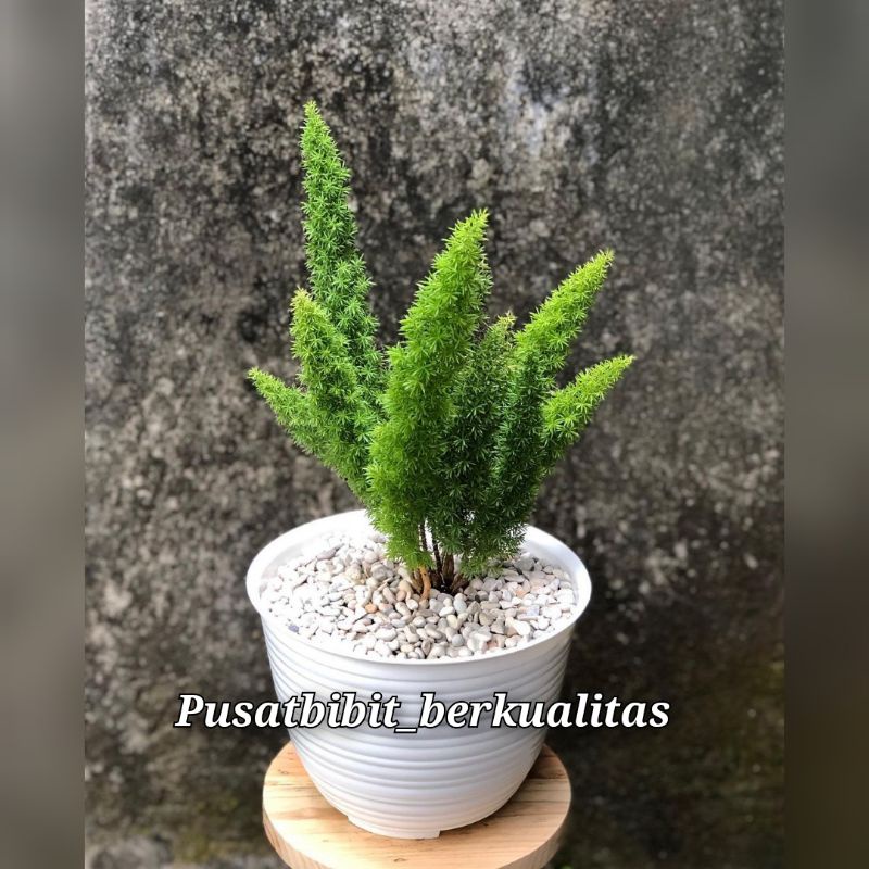 Jual Bibit Tanaman Hias Cemara ekor tupai super cantik dalam pot ...