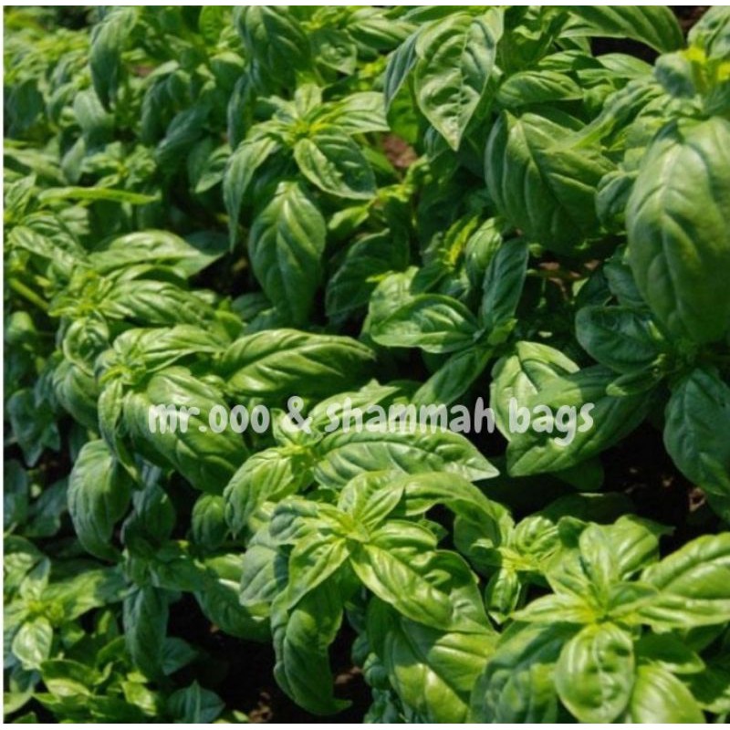 Jual Benih Sayuran- Basil Italian Large Leaf - 200 benih - Import ...