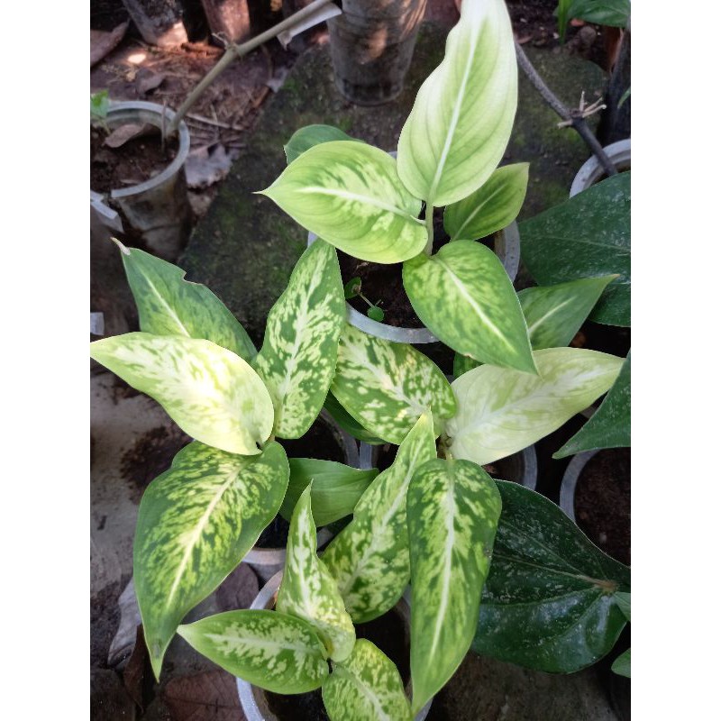 Jual tanaman hias aglonema sparkle putih hijau / sri rejeki hijau ...