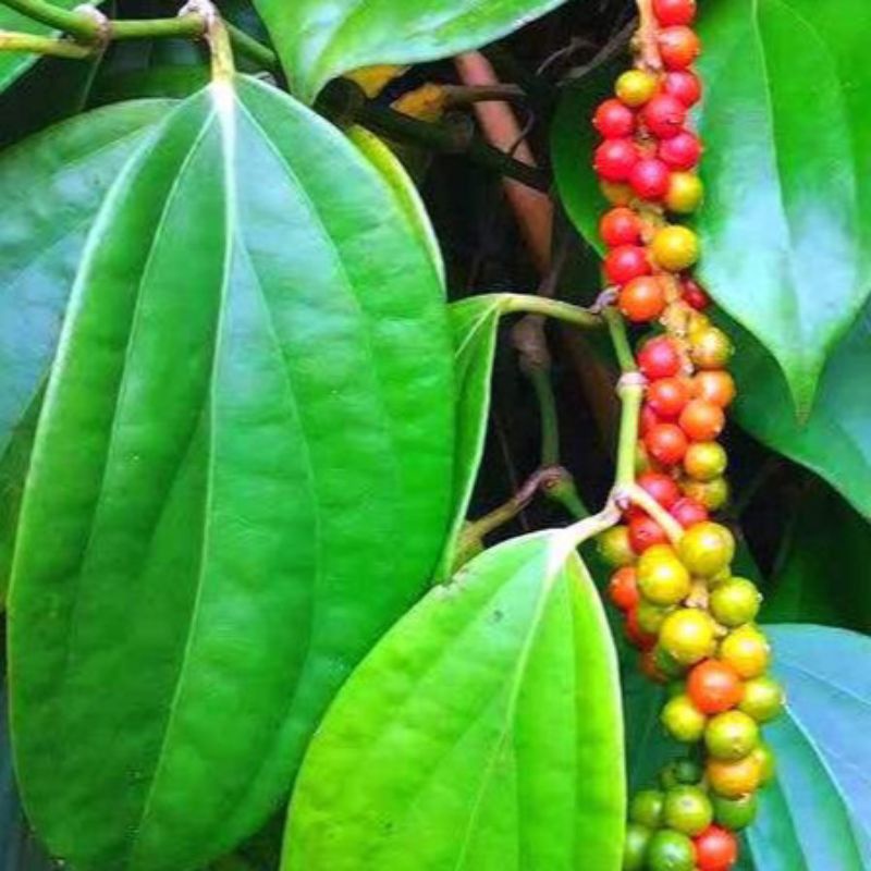 Jual daun kemukus lada hutan 500gr | Shopee Indonesia