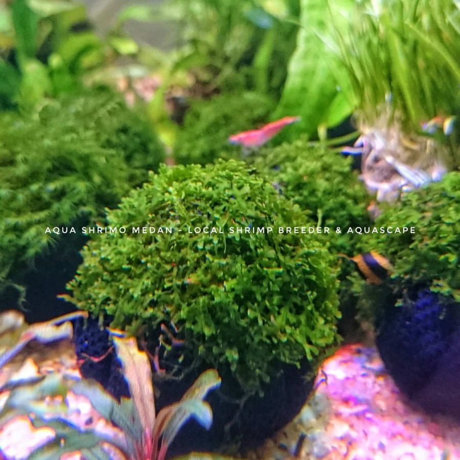 Jual Tanaman Aquascape Wabikusa mini ricardia | Shopee Indonesia