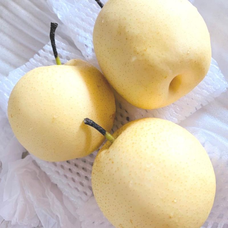 Jual Buah Pear Century Besar 1KG(REGULER & KARGO) | Shopee Indonesia