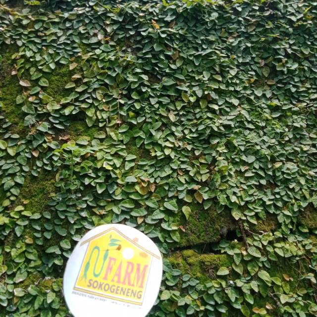 Jual bibit dolar dollar rambat daun kecil penutup dinding | Shopee ...