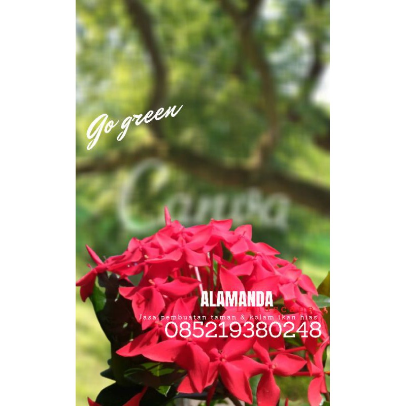 Jual Bunga Siantan merah / Bibit soka hawai / Tanaman pagar, Tanaman ...
