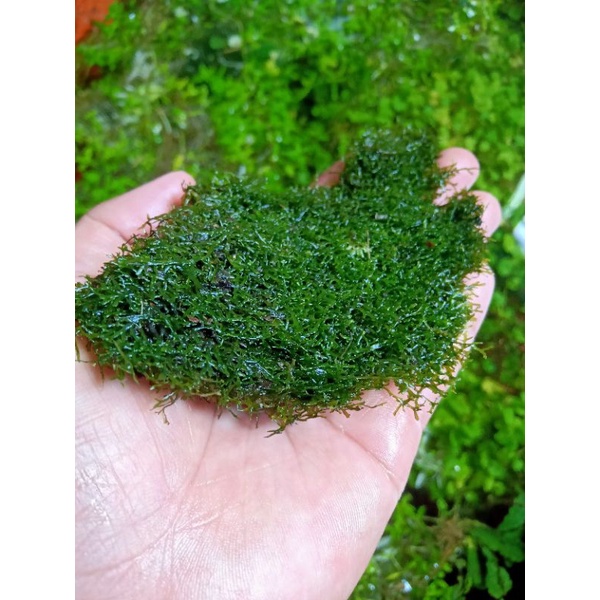 Jual Moss Ricardia Tanaman Aquascape Lumut | Shopee Indonesia