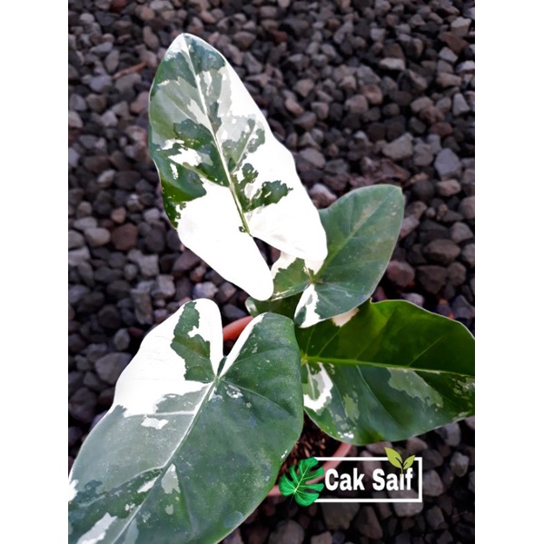 Jual Tanaman Sente Varigata / Alocasia macrorrhiza variegata | Shopee ...