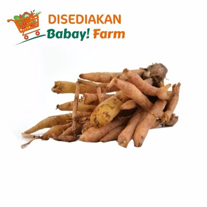 Jual Temu Kunci 100 gram | Shopee Indonesia