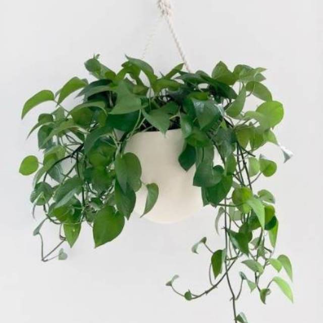 Jual Tanaman hias bunga rambat gantung sirih hijau green jade pothos ...
