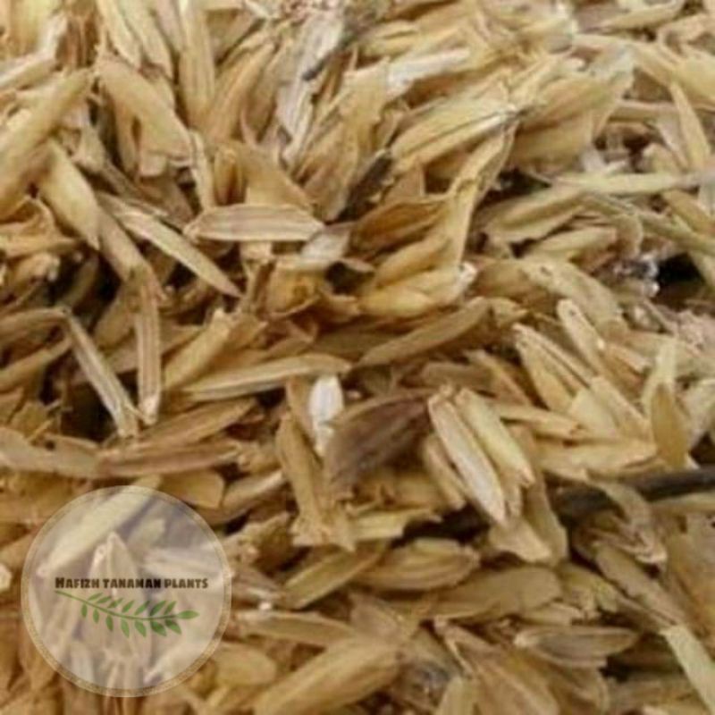 Jual Media tanam sekam murni - sekam mentah - kulit padi 500gram ...