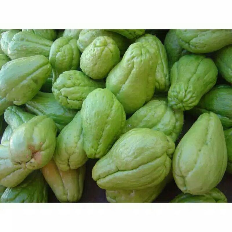 Jual SAYUR LABU SIAM(1PCS) | Shopee Indonesia